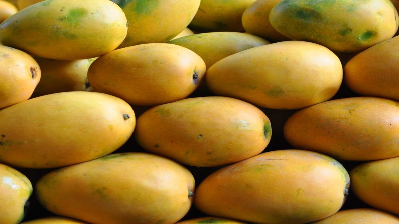 Mango mania, Murshidabad style